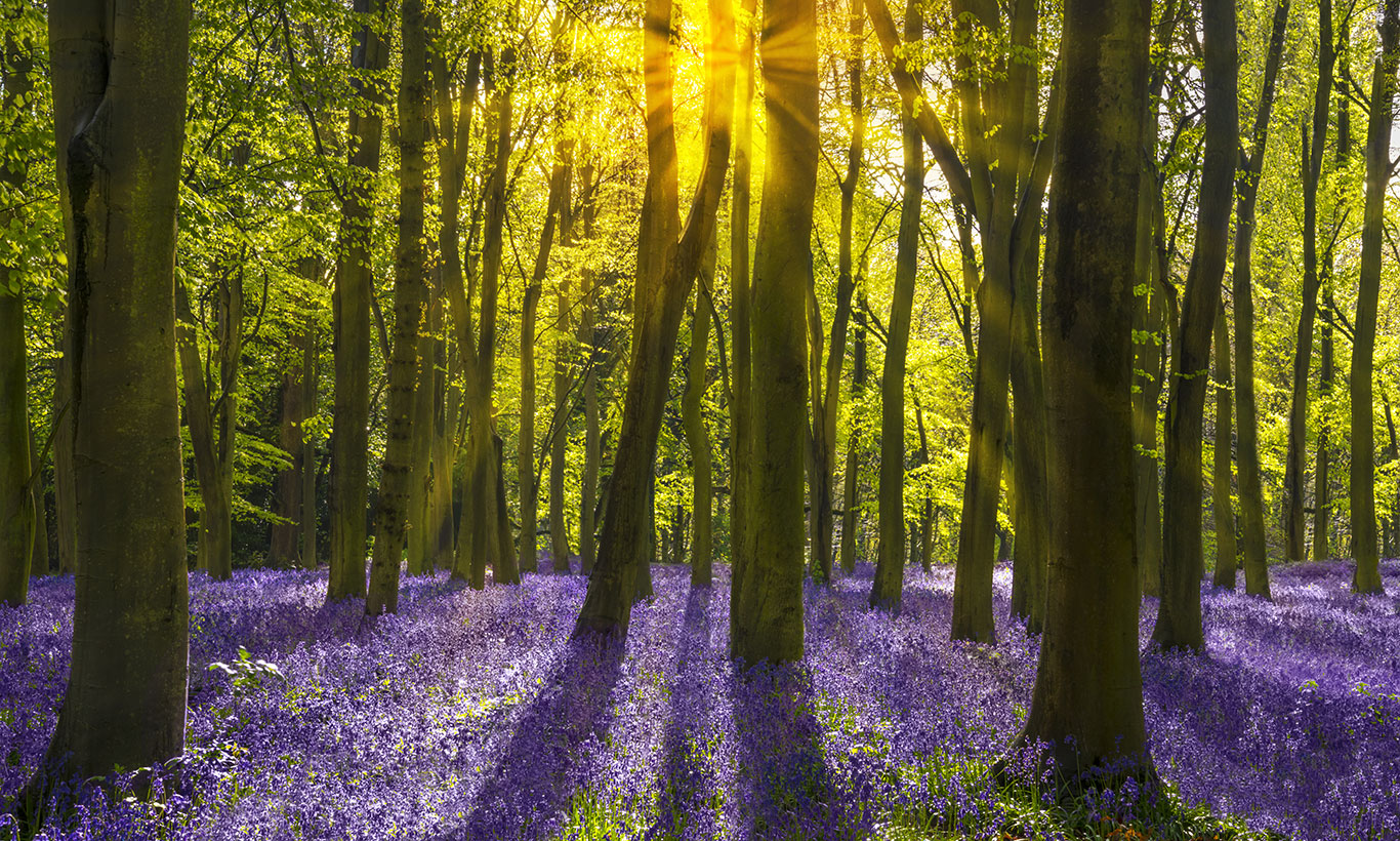 Spring Bluebells Wallpapers - Wallpaper Cave