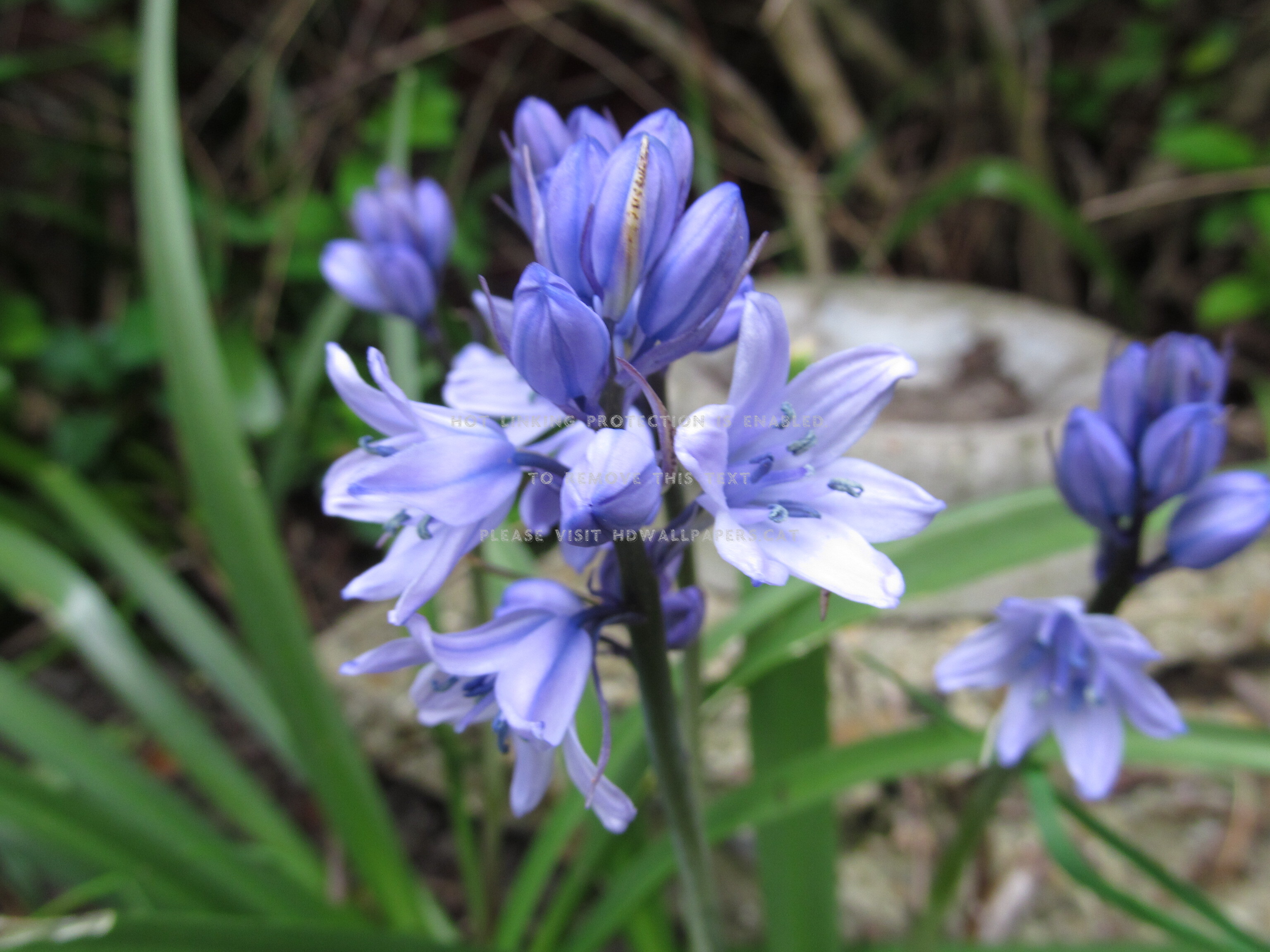Spring Bluebells Wallpapers - Wallpaper Cave