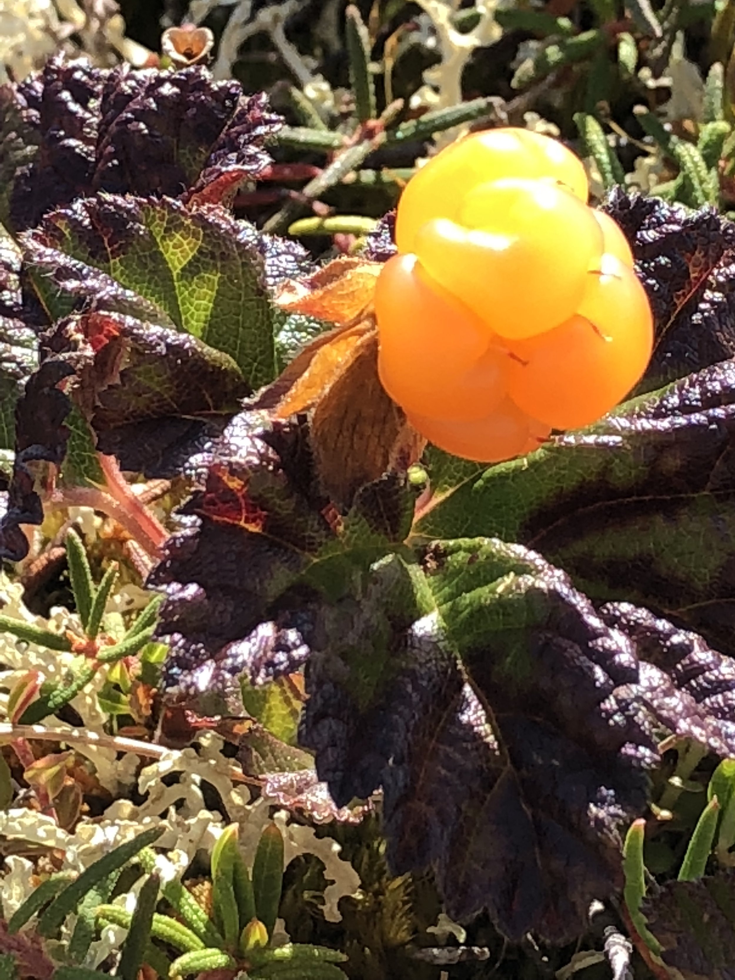 Cloudberry Wallpapers - Wallpaper Cave