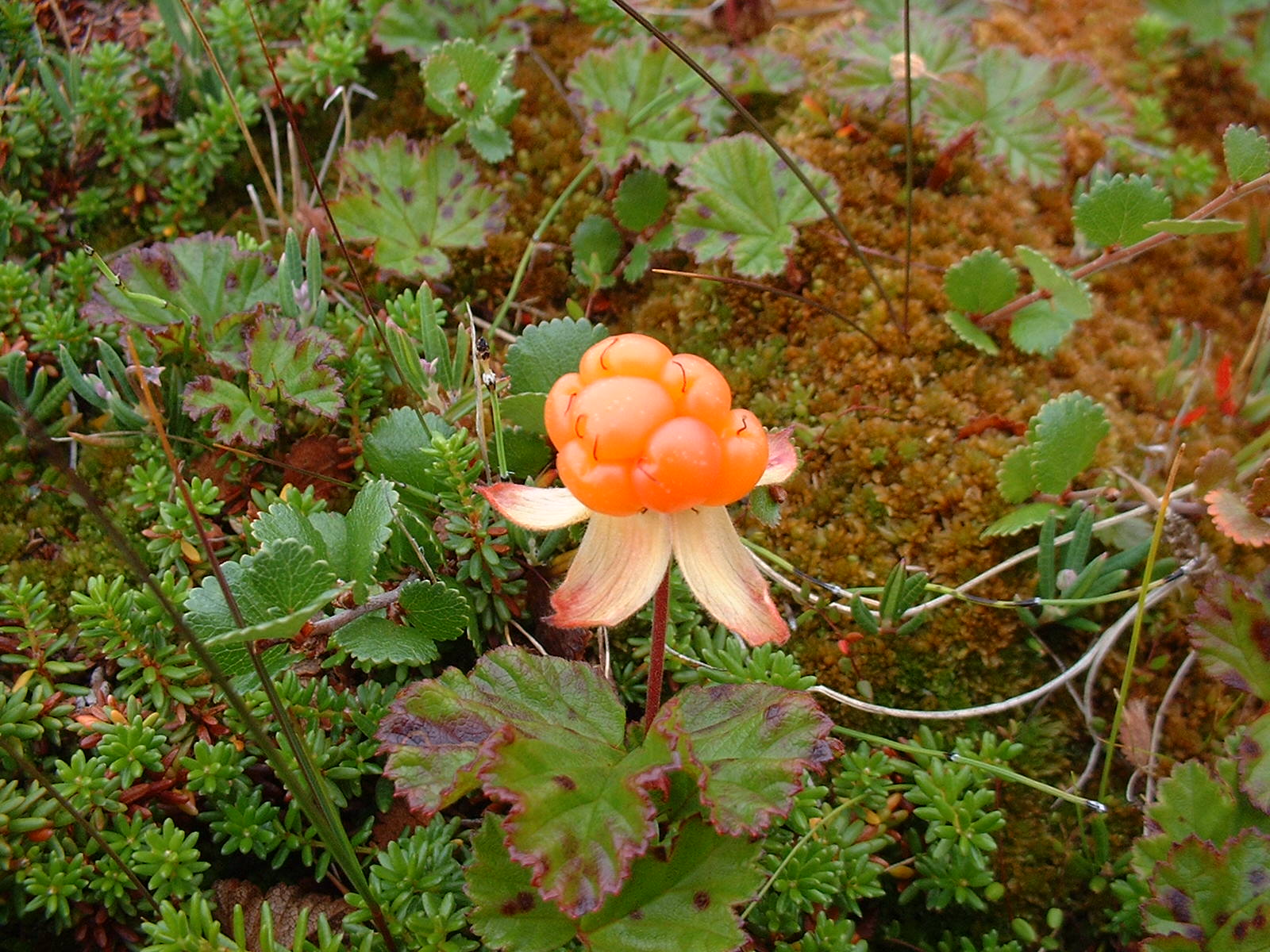 Cloudberry Wallpapers - Wallpaper Cave