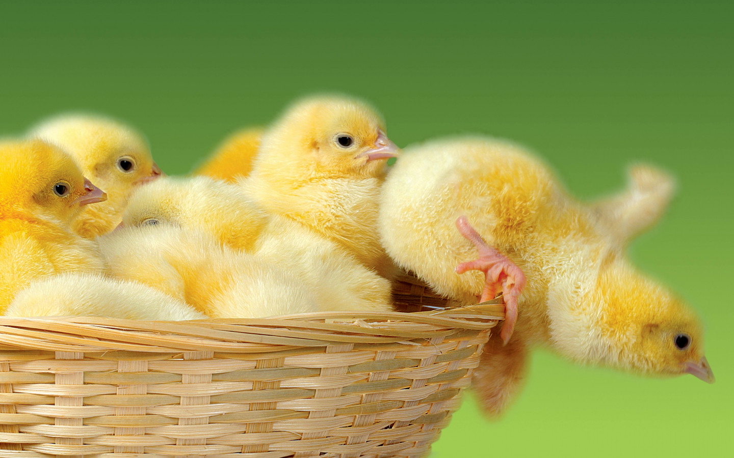 Cute Baby Chicks Wallpapers - Wallpaper Cave