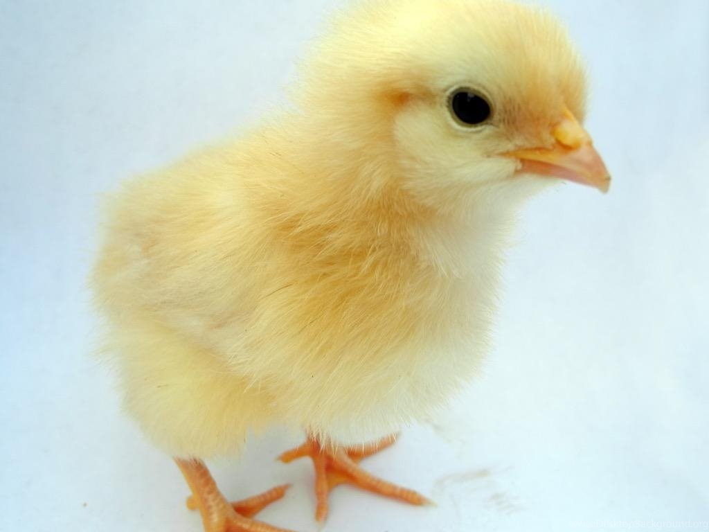 Cute Baby Chicks Wallpapers - Wallpaper Cave