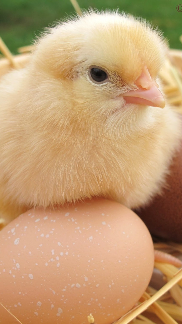Cute Baby Chicks Wallpapers - Wallpaper Cave
