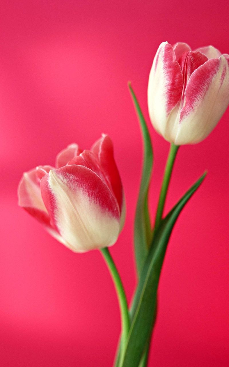 Vertical Spring Flowers Wallpapers - Wallpaper Cave