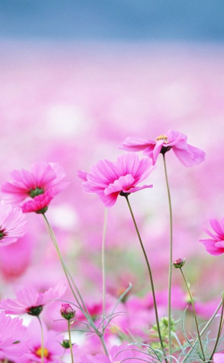 Vertical Spring Flowers Wallpapers - Wallpaper Cave