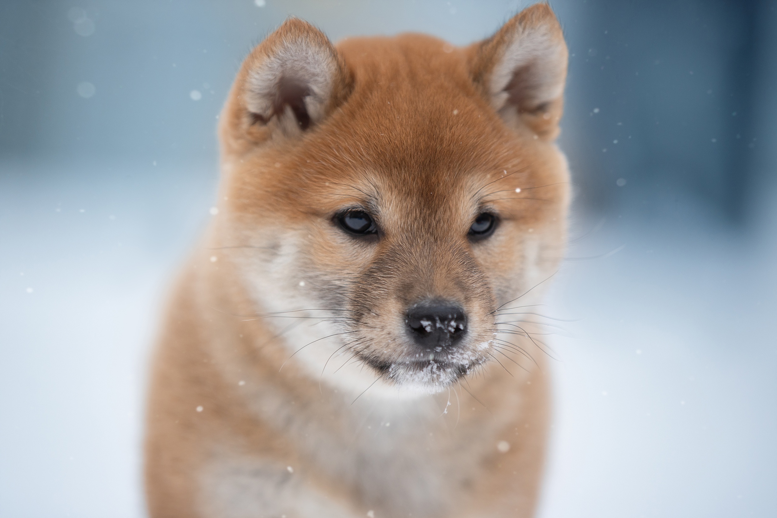 Shiba Dog Wallpapers - Wallpaper Cave