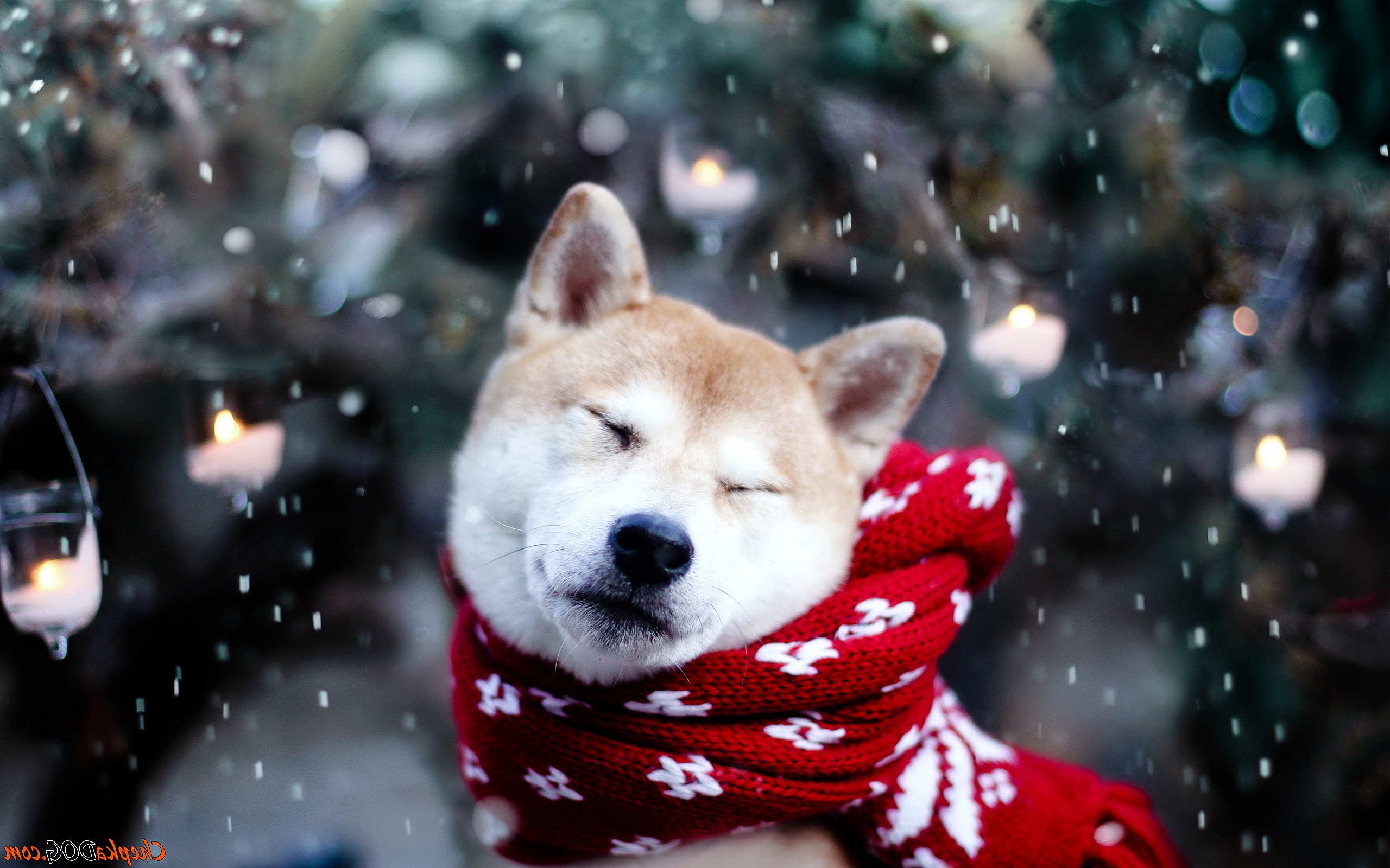 Shiba Dog Wallpapers - Wallpaper Cave
