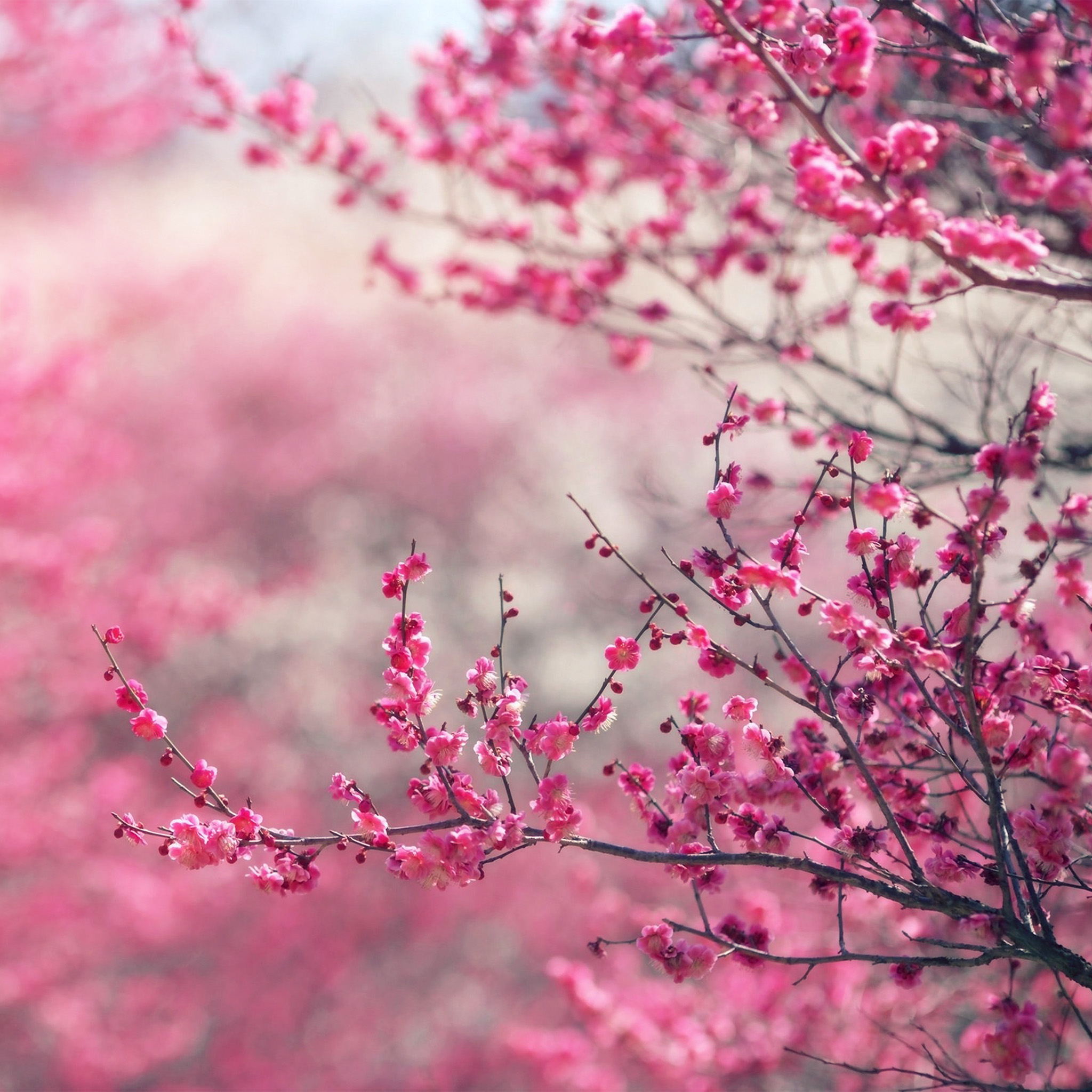 Pink Flower Spring Wallpapers - Wallpaper Cave