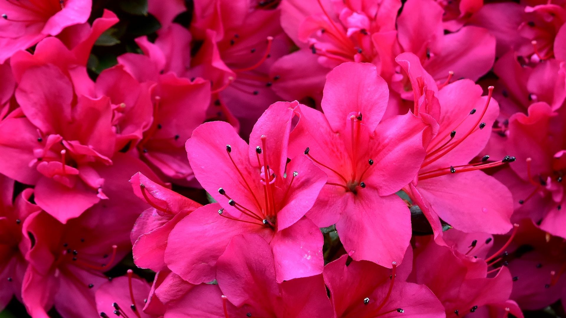 Pink Flower Spring Wallpapers - Wallpaper Cave