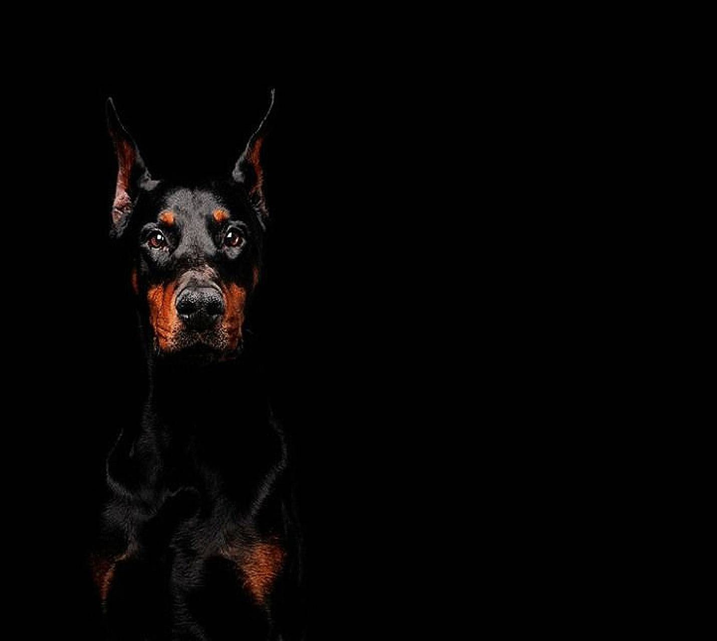 Doberman Desktop Wallpapers - Wallpaper Cave
