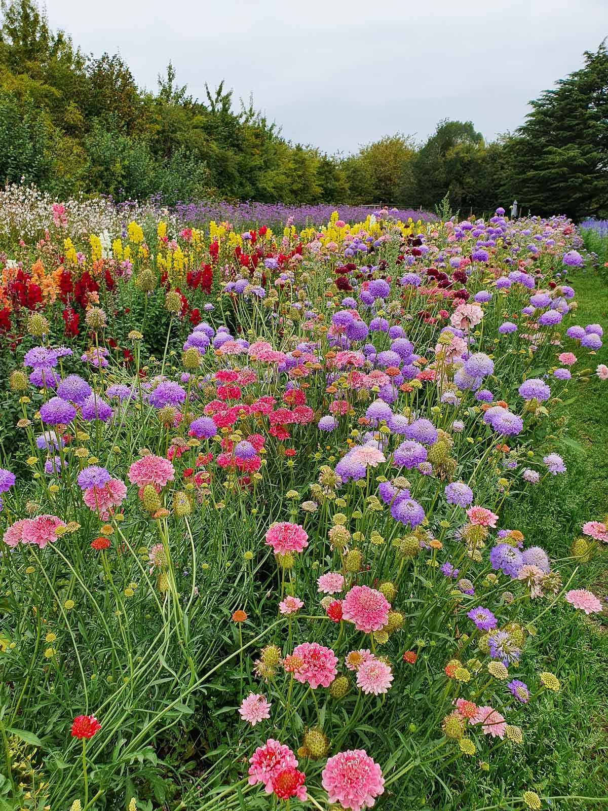 Grandmacore iPhone Wallpapers - Wallpaper Cave