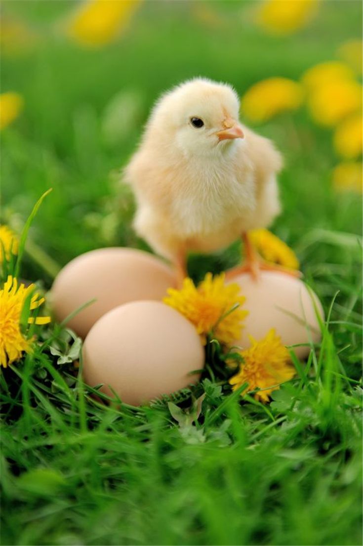 Happy Easter Chickens Wallpapers - Wallpaper Cave