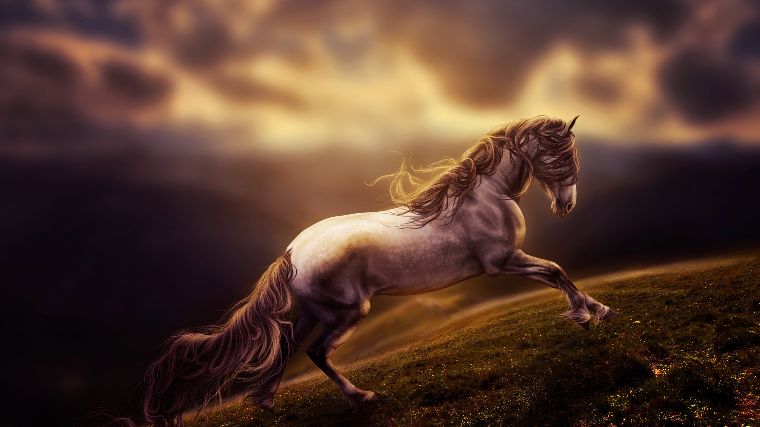 Gray Horse Wallpapers - Wallpaper Cave