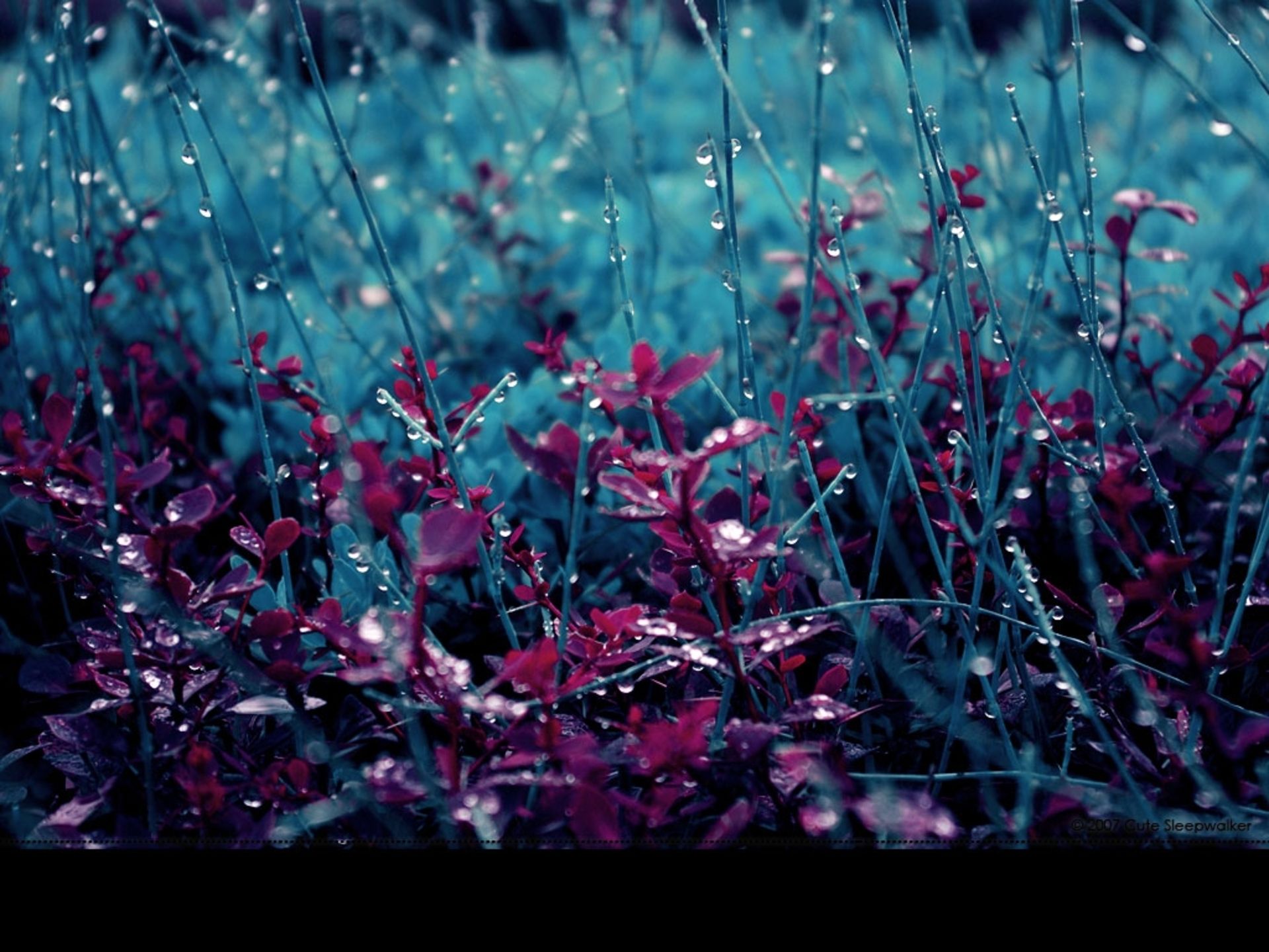 Pink Spring Rainy Wallpapers - Wallpaper Cave