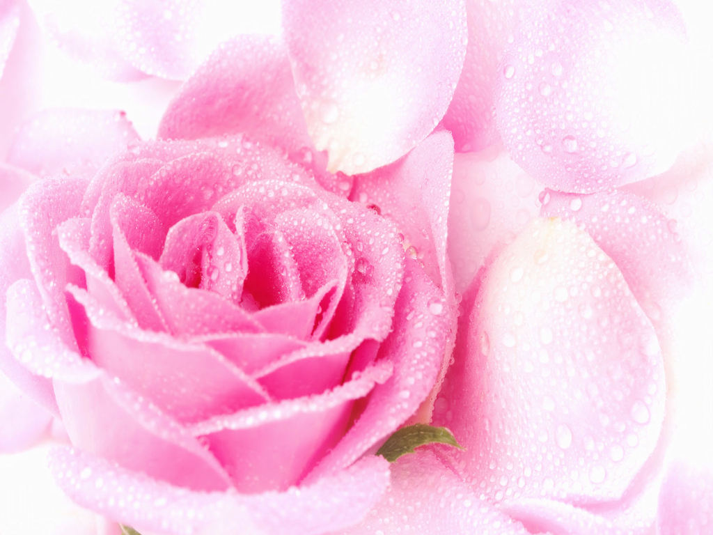 Wet Pink Spring Wallpapers - Wallpaper Cave