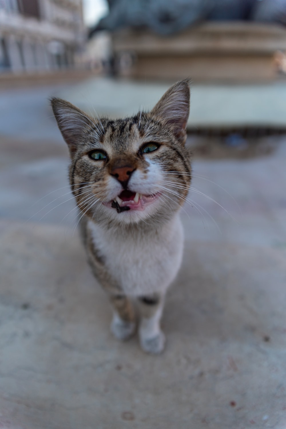 Smiling Cat Wallpapers - Wallpaper Cave