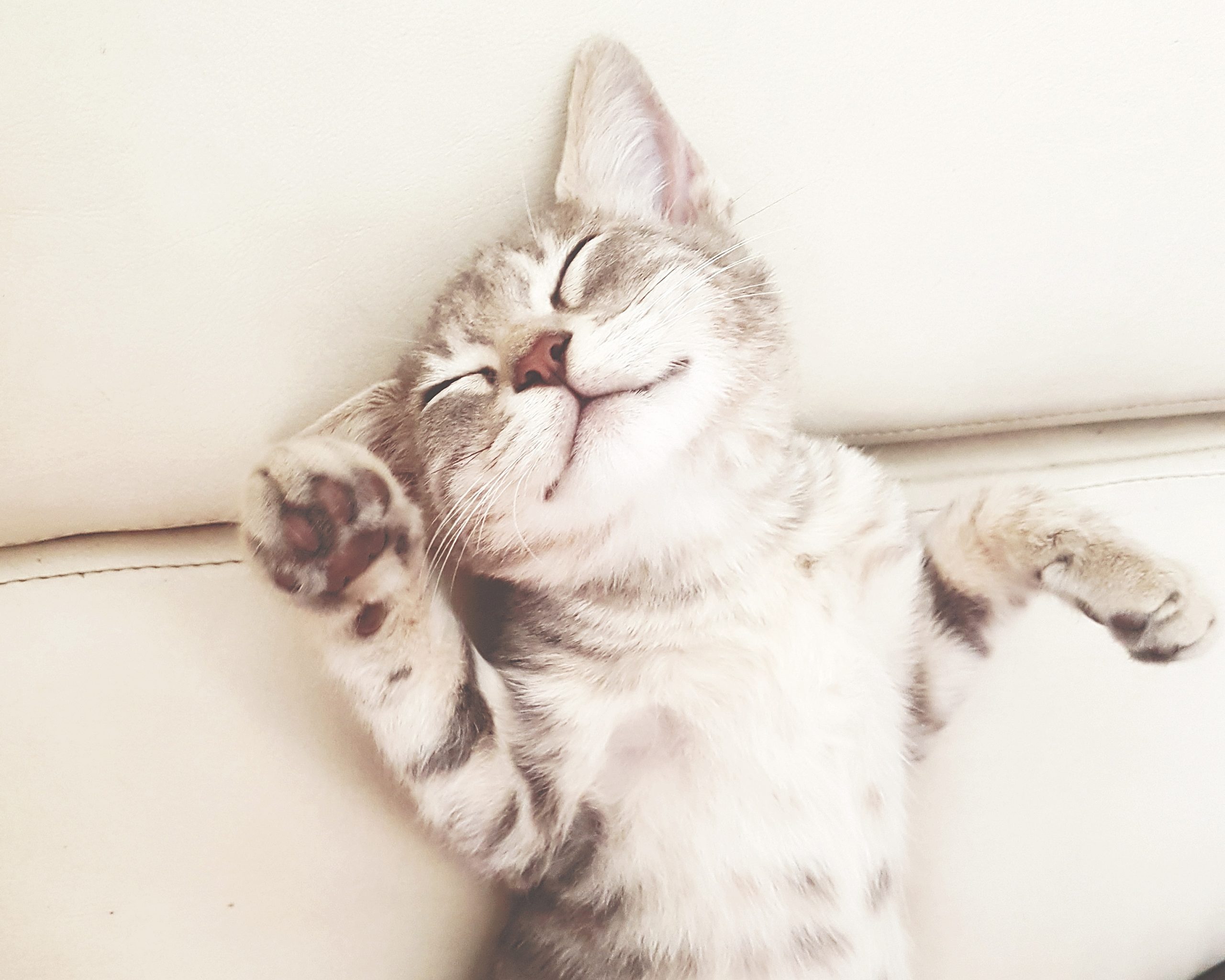 Smiling Cat Wallpapers - Wallpaper Cave