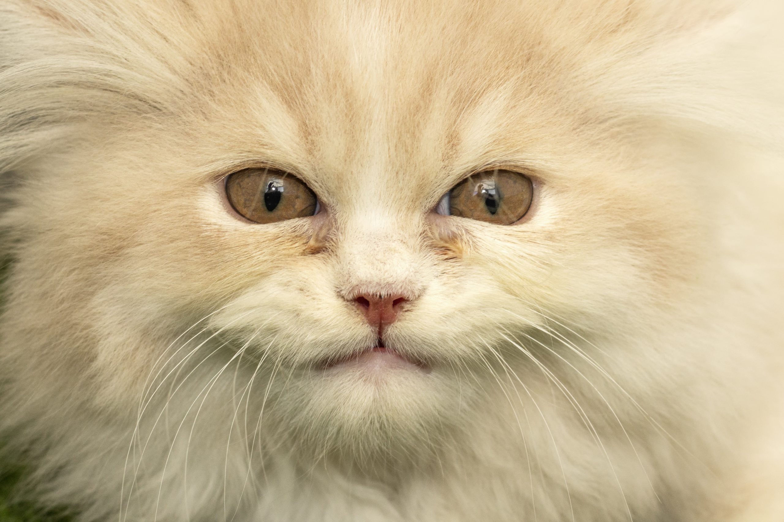 Smiling Cat Wallpapers - Wallpaper Cave