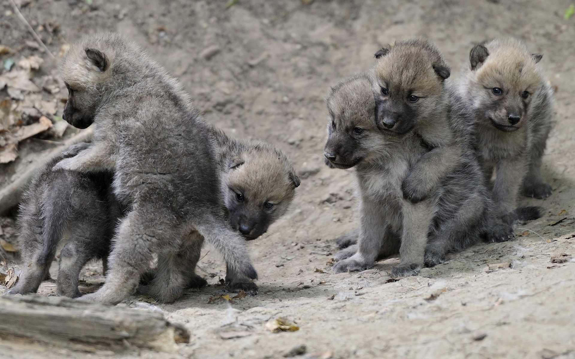 Arctic Wolf Cubs Wallpapers - Wallpaper Cave