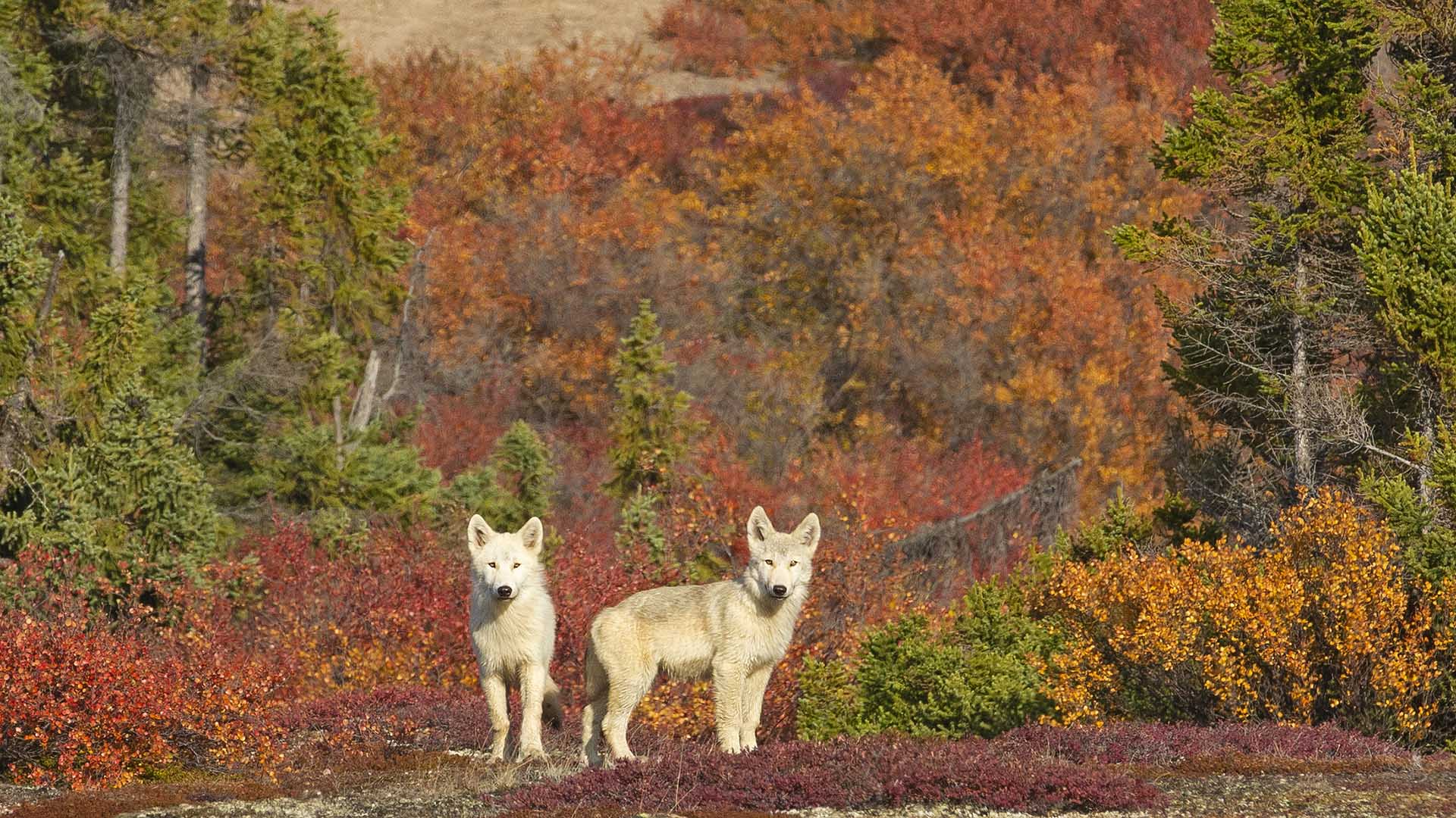 Arctic Wolf Cubs Wallpapers - Wallpaper Cave