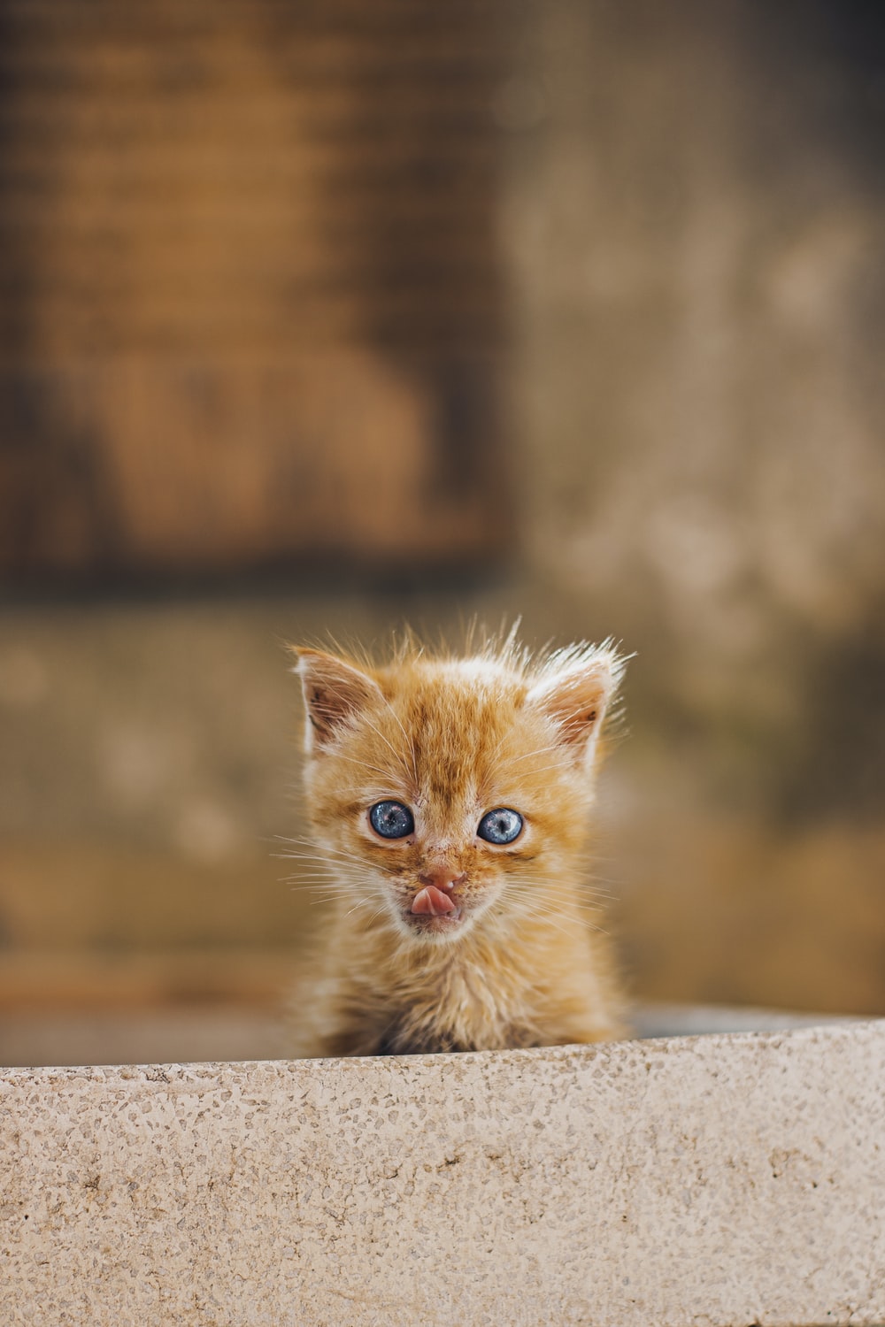 Small Cats Wallpapers - Wallpaper Cave