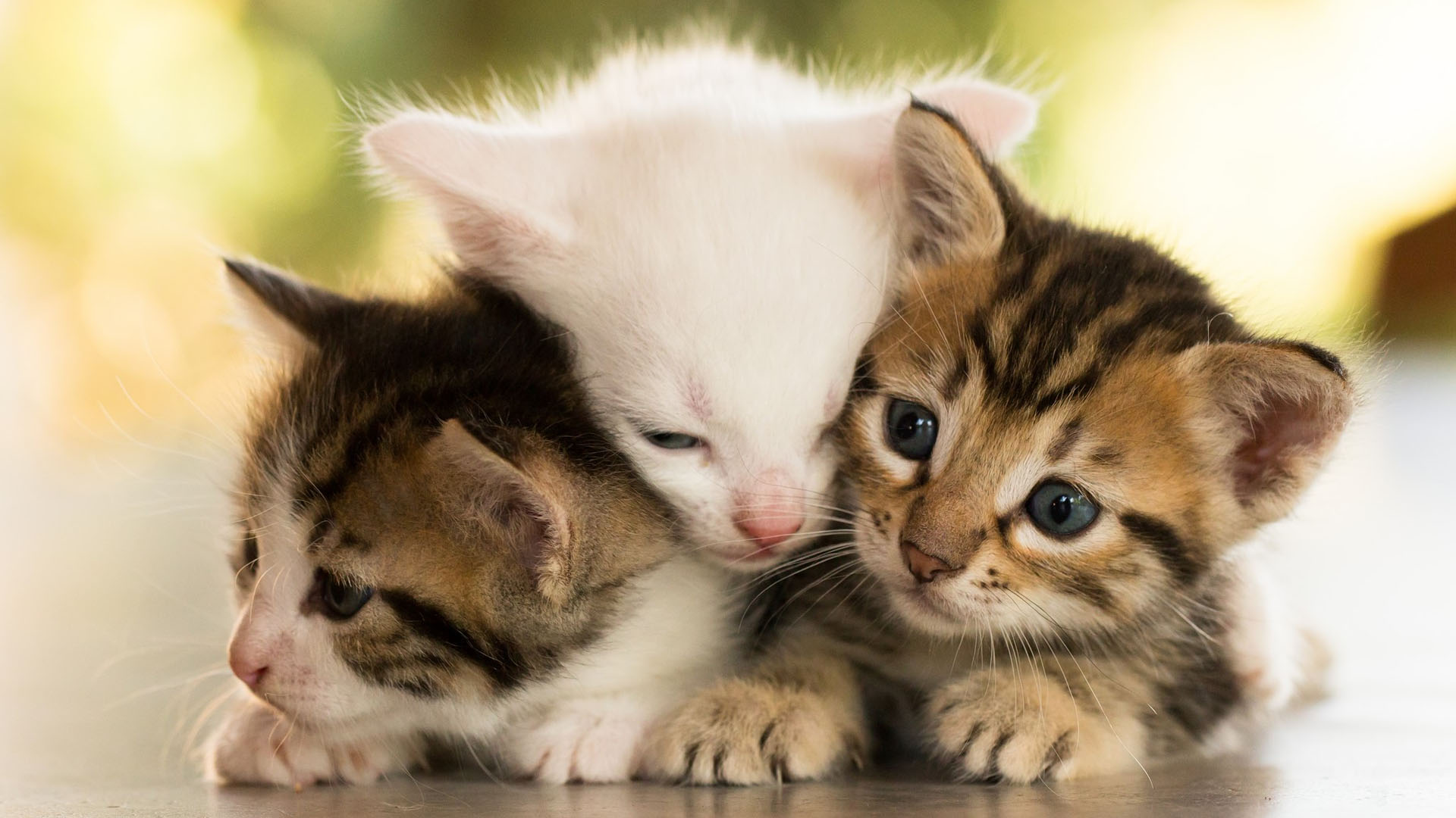Small Cats Wallpapers - Wallpaper Cave