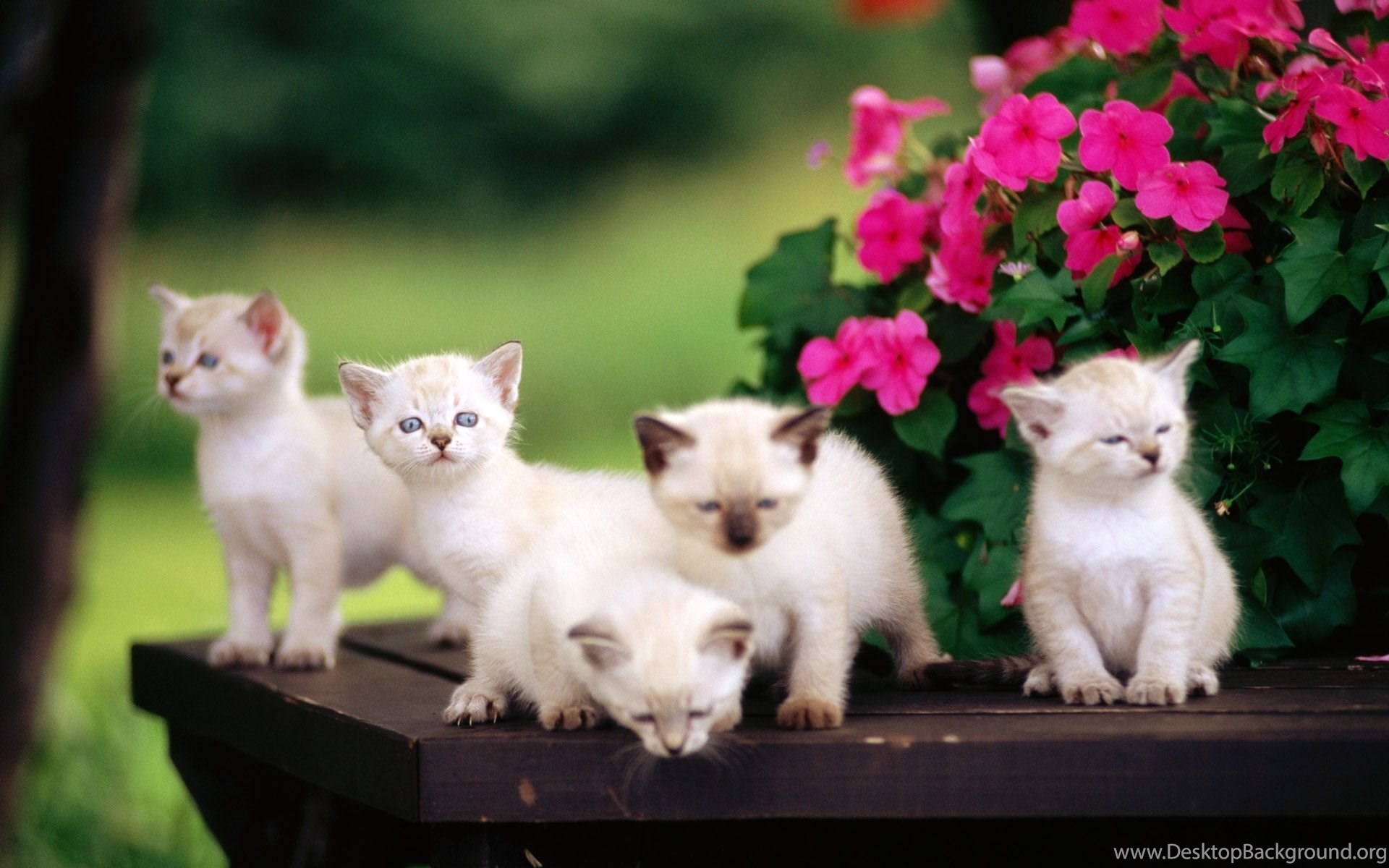 Small Cats Wallpapers - Wallpaper Cave