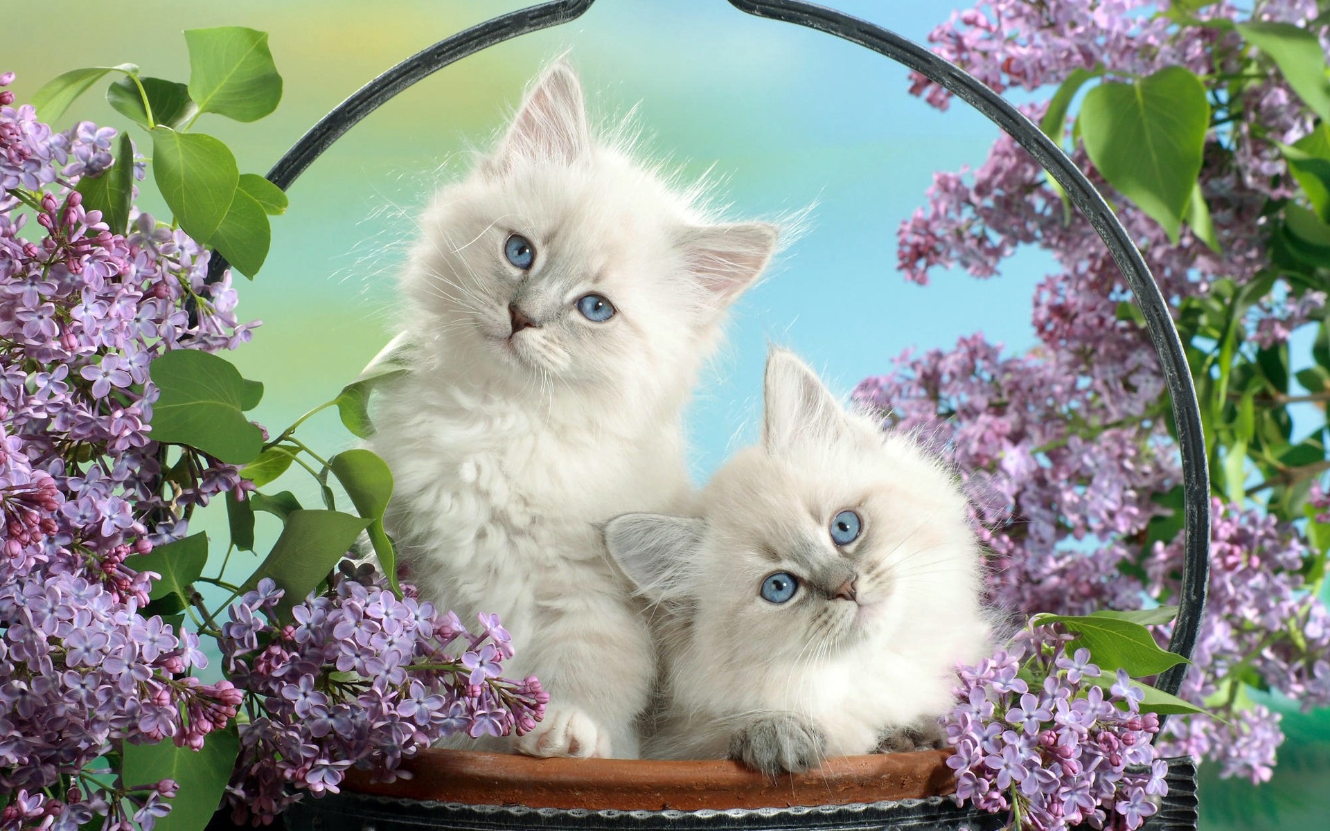 Small Cats Wallpapers - Wallpaper Cave