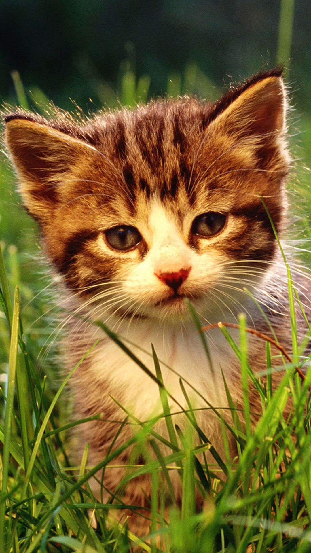 Small Cats Wallpapers - Wallpaper Cave