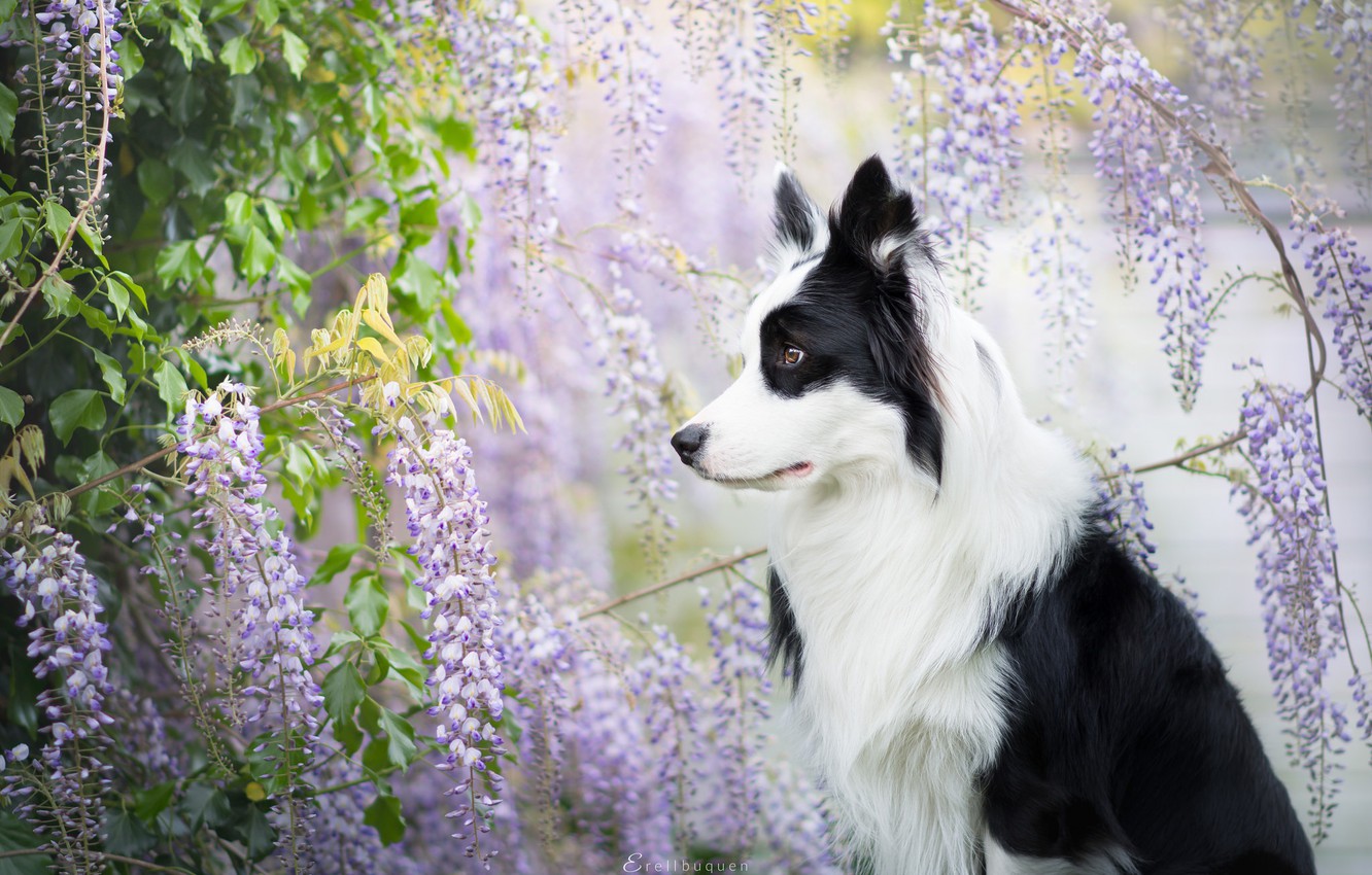 Dog Spring Aesthetic Wallpapers - Wallpaper Cave