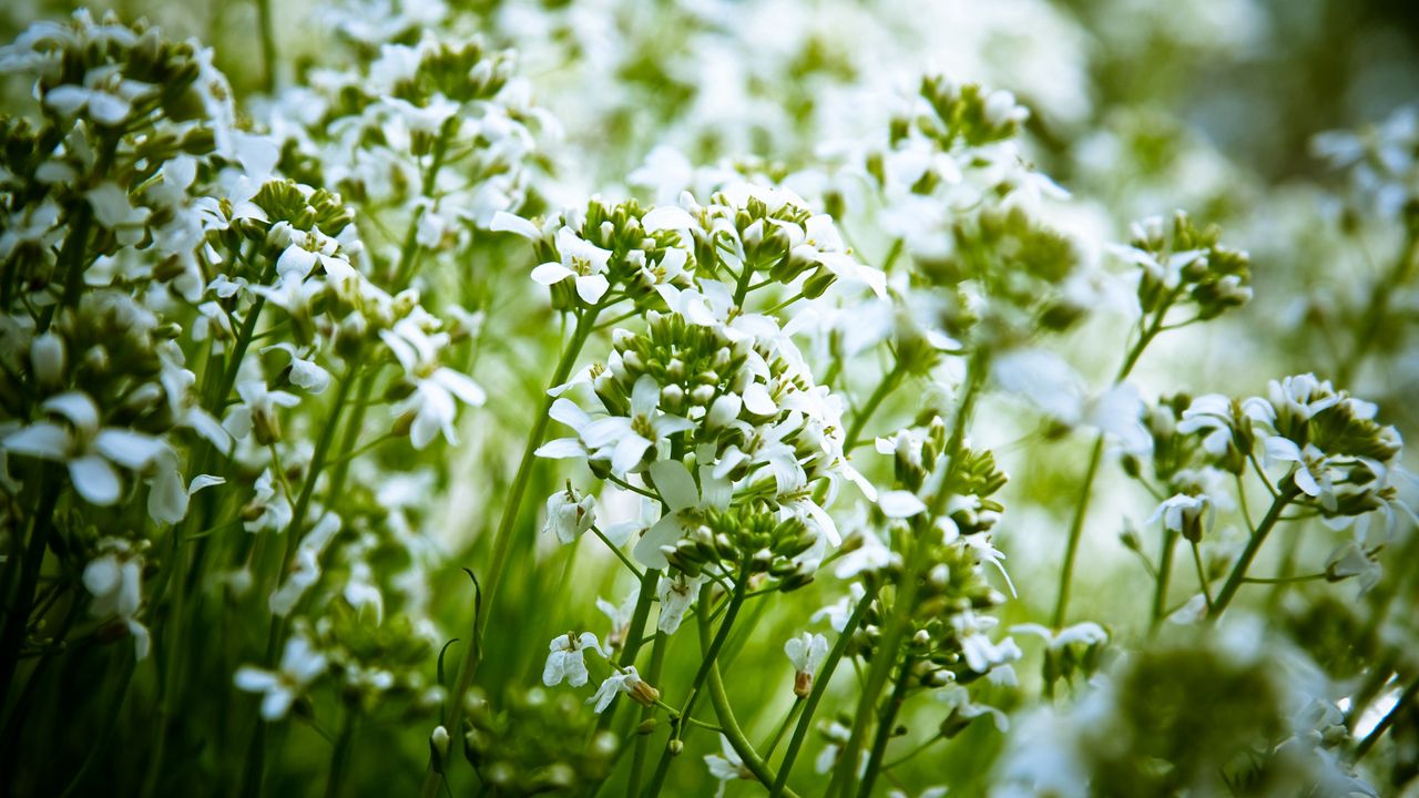 White Plants Wallpapers - Wallpaper Cave