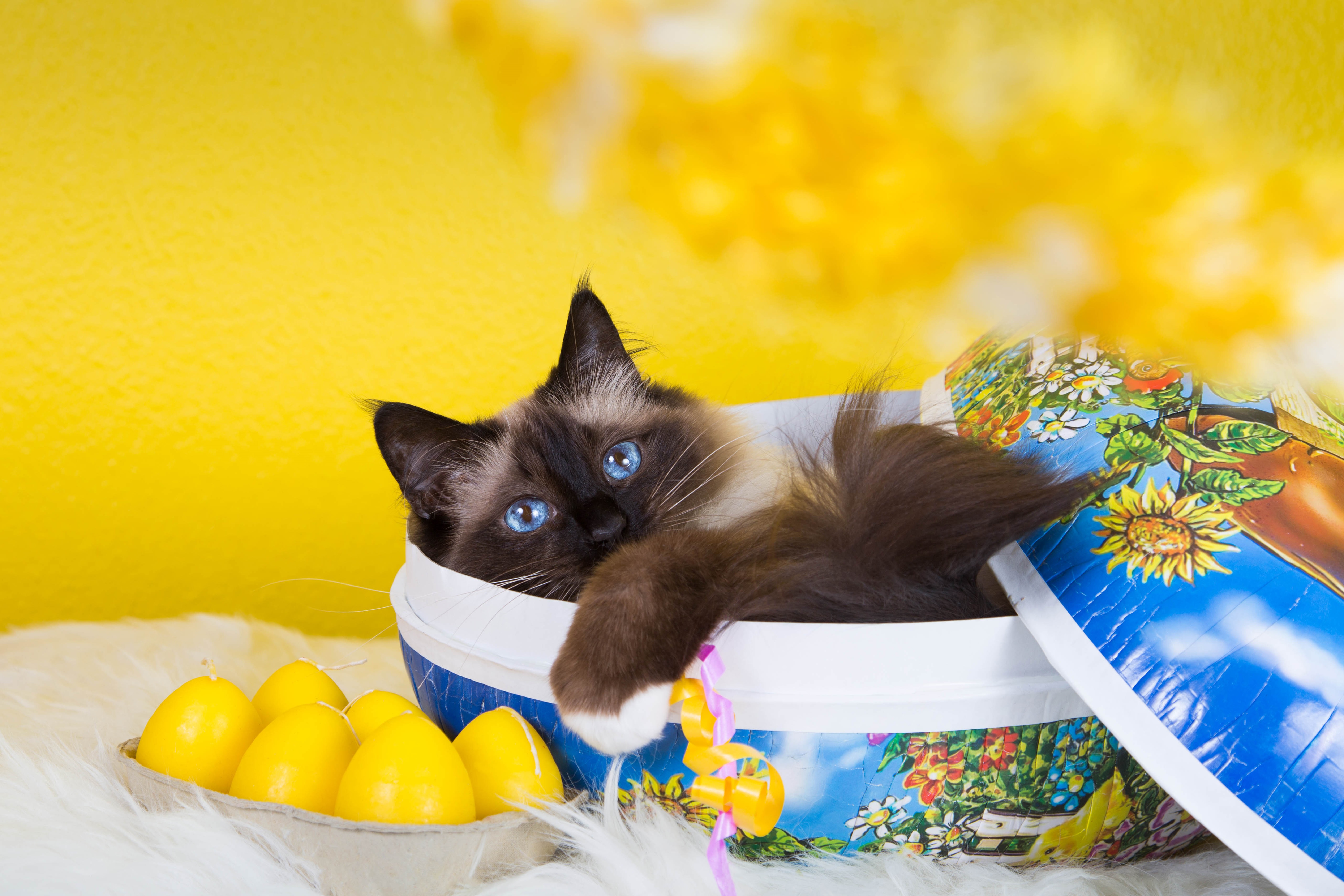 Kittens Easter Wallpapers - Wallpaper Cave