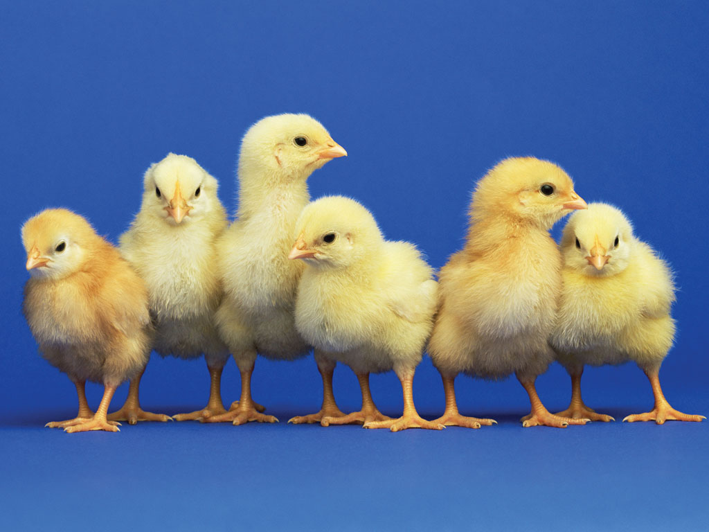 Baby Easter Chicks Wallpapers - Wallpaper Cave
