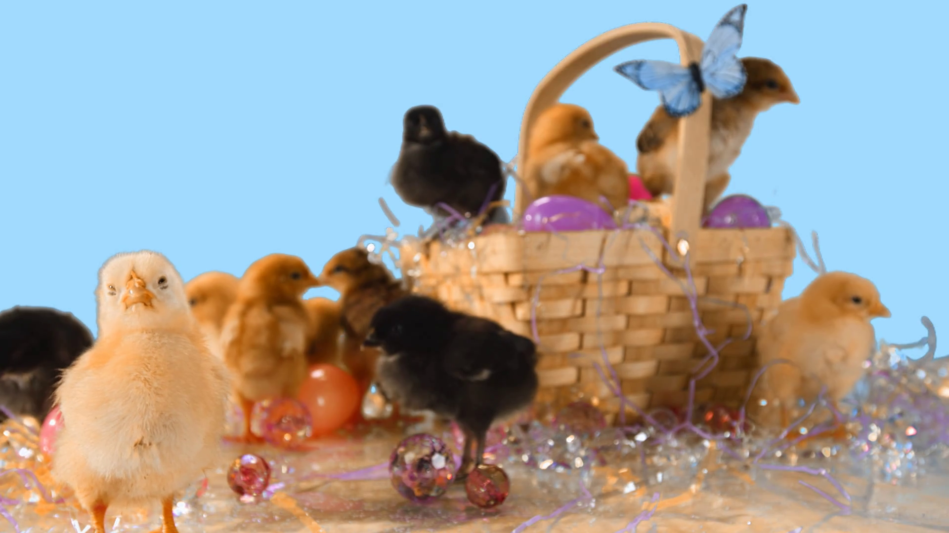 Baby Easter Chicks Wallpapers - Wallpaper Cave