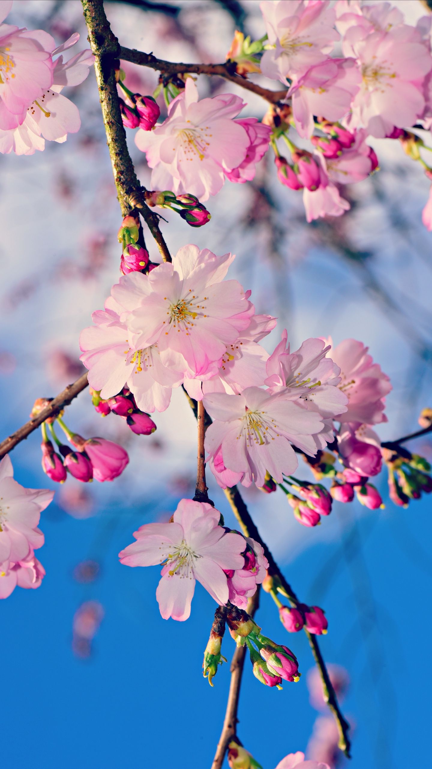 Samsung Spring Wallpapers - Wallpaper Cave