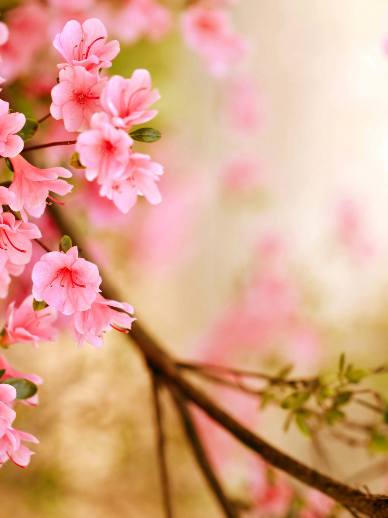 Samsung Spring Wallpapers - Wallpaper Cave