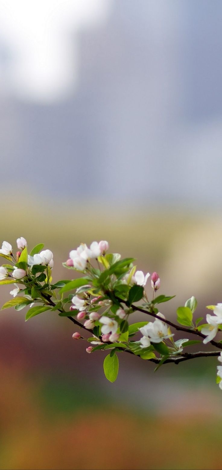 Samsung Spring Wallpapers - Wallpaper Cave