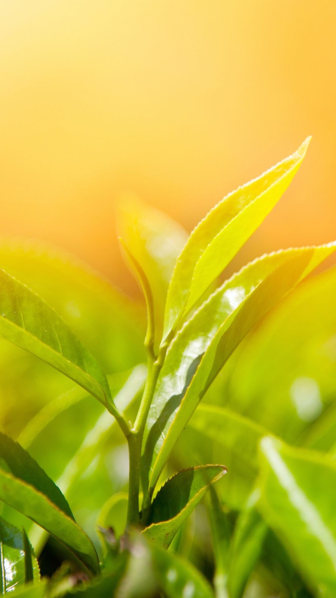 Samsung Spring Wallpapers - Wallpaper Cave