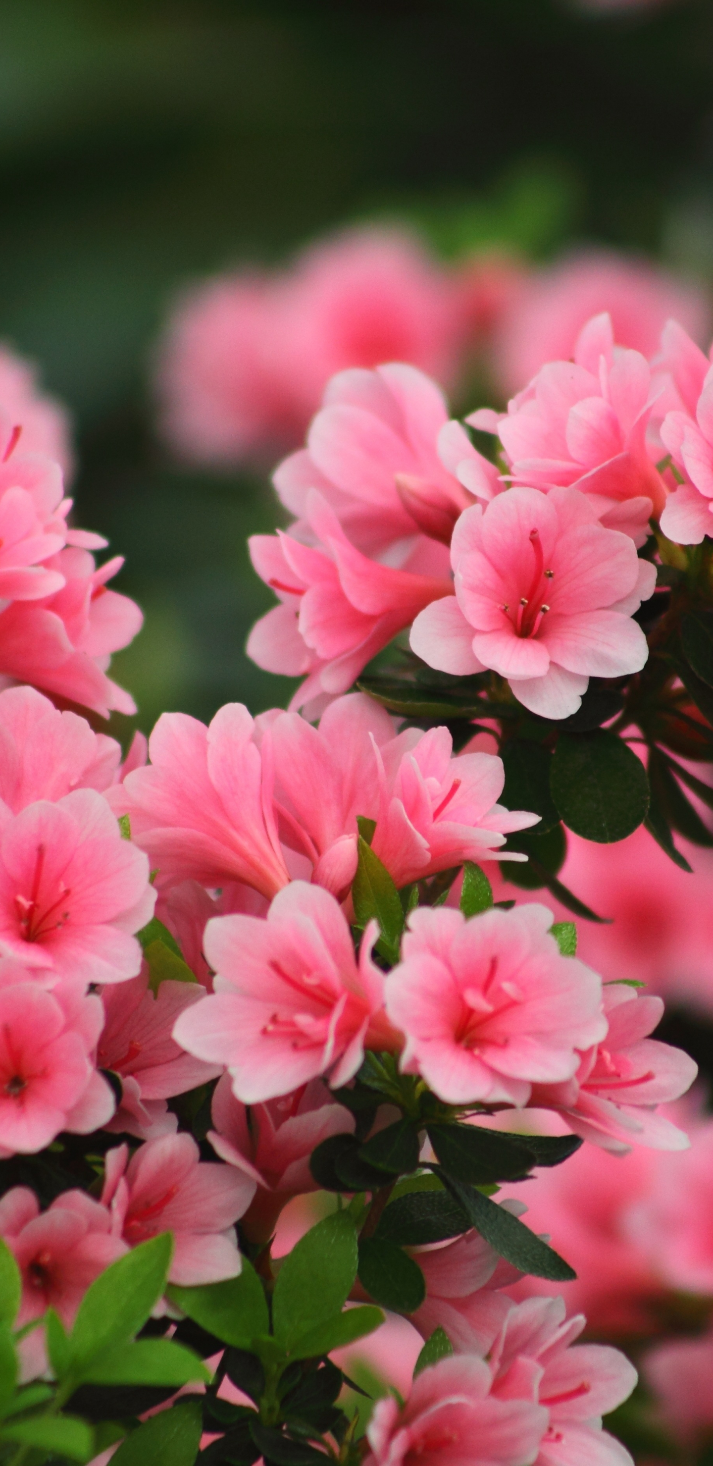 Samsung Spring Wallpapers - Wallpaper Cave