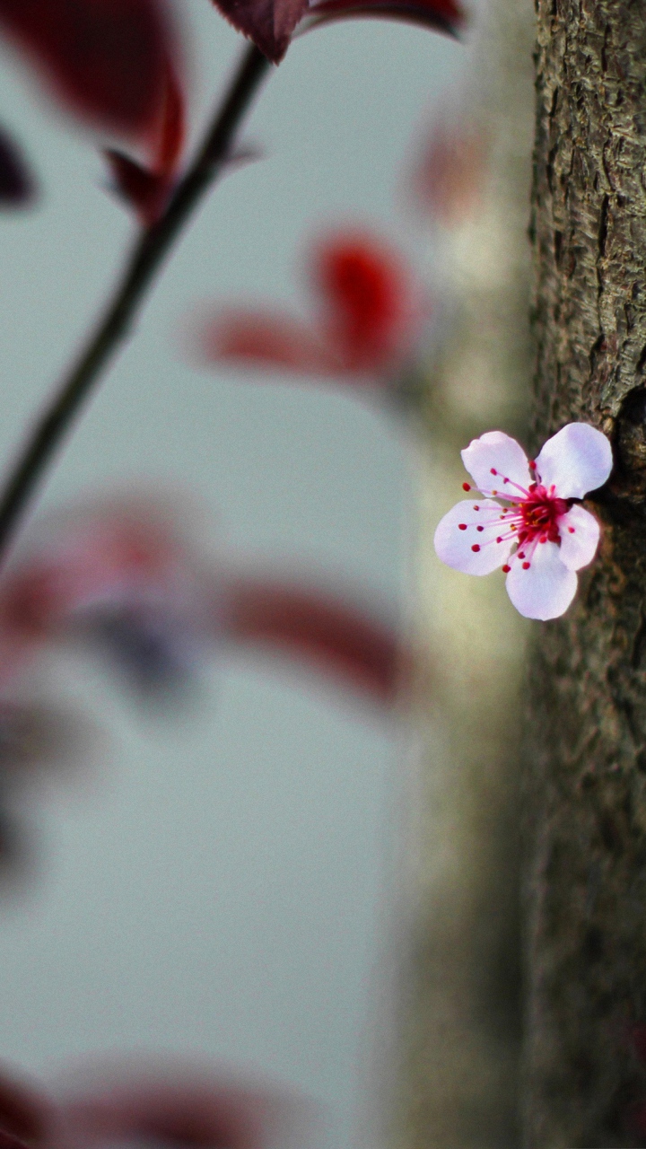 Samsung Spring Wallpapers - Wallpaper Cave