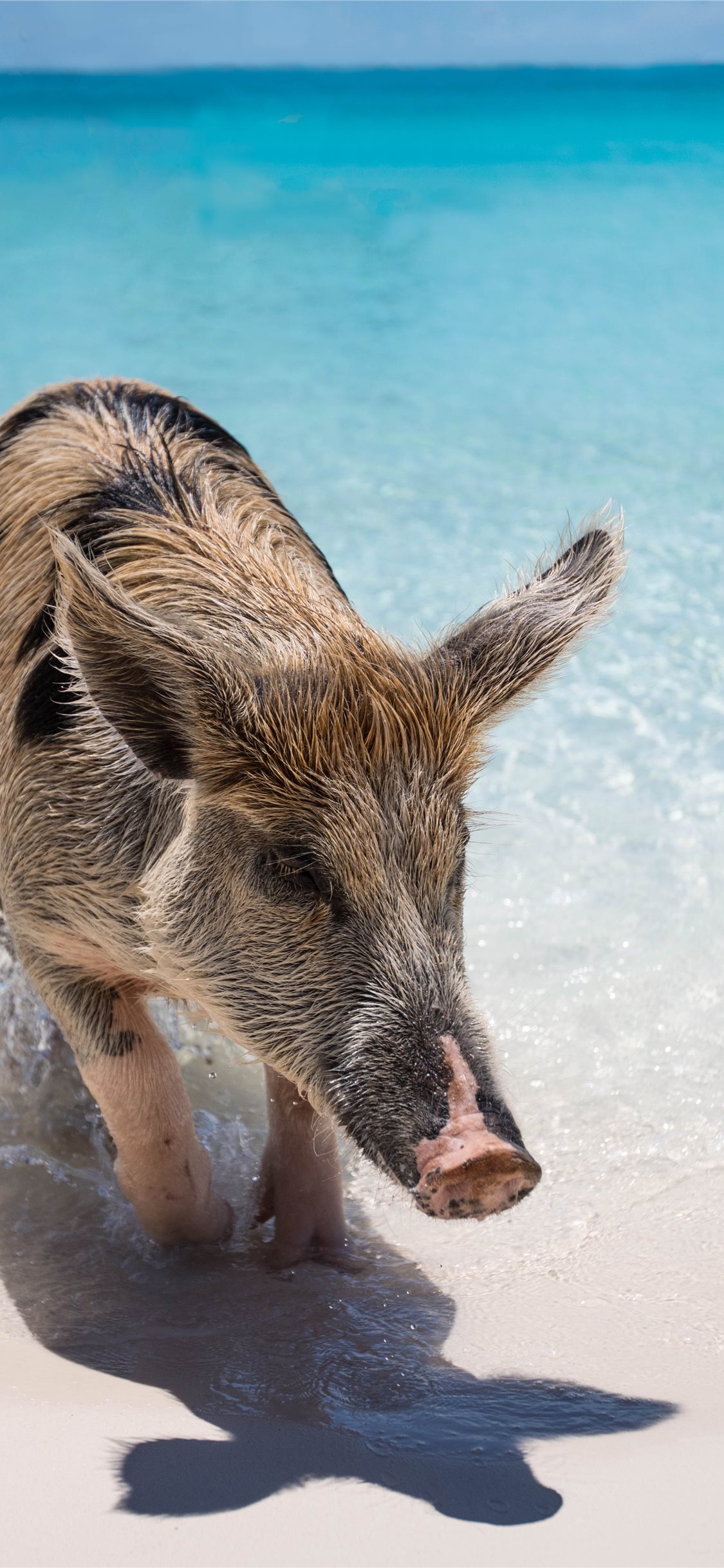 Pig iPhone Wallpapers - Wallpaper Cave