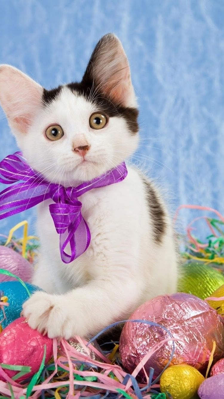 Easter Kitten iPhone Wallpapers - Wallpaper Cave
