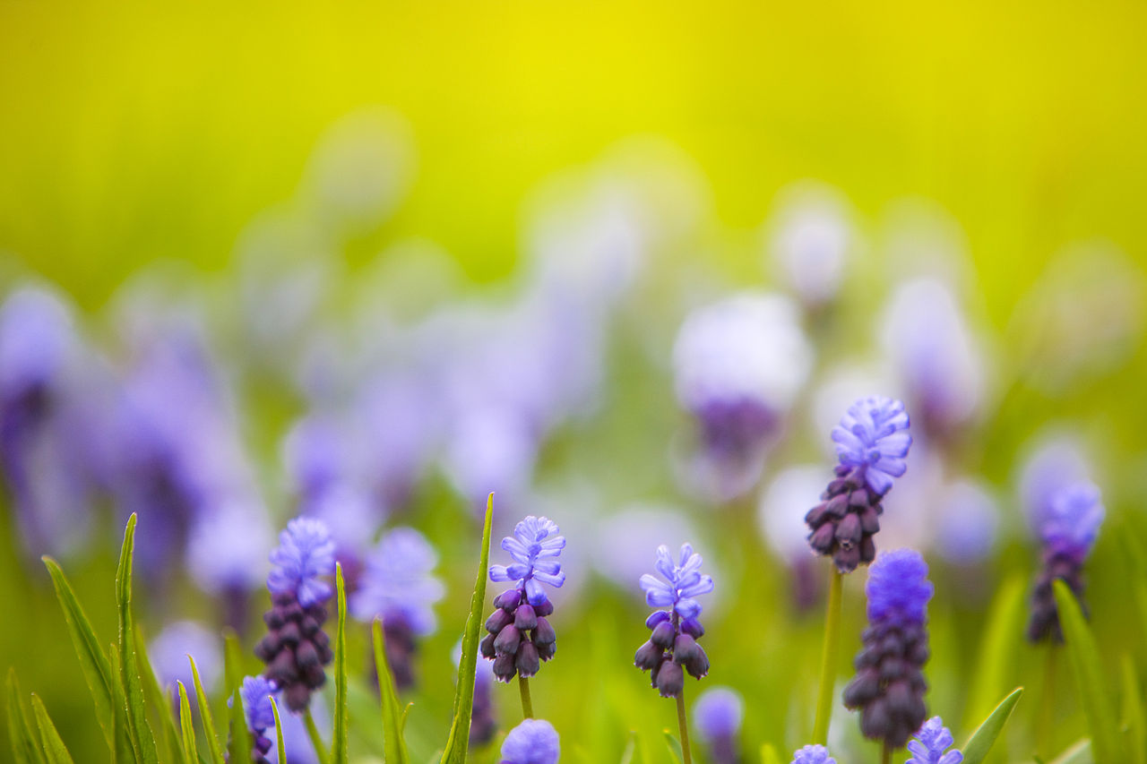 Hello Spring Lavender Wallpapers - Wallpaper Cave