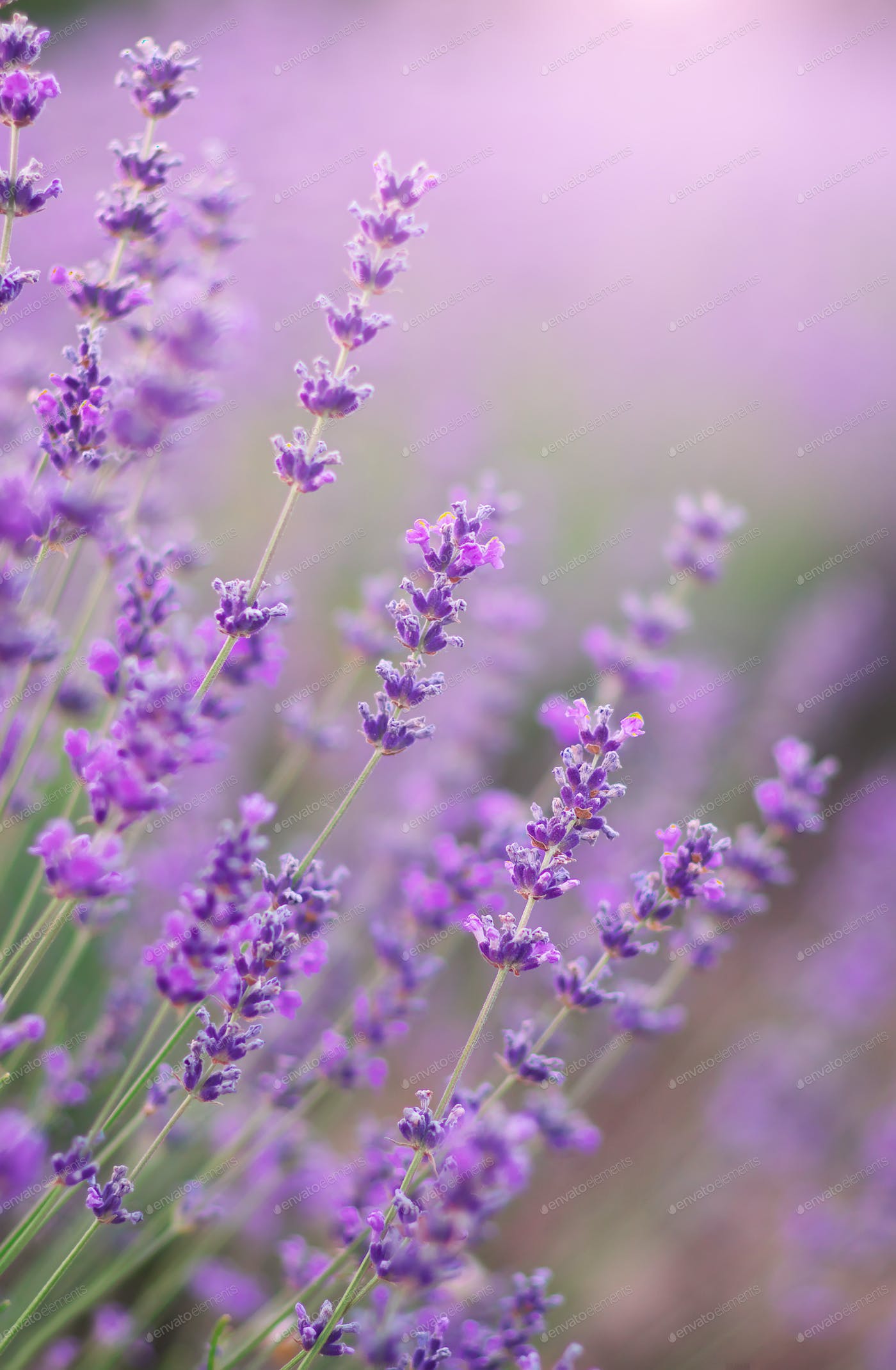 Hello Spring Lavender Wallpapers - Wallpaper Cave