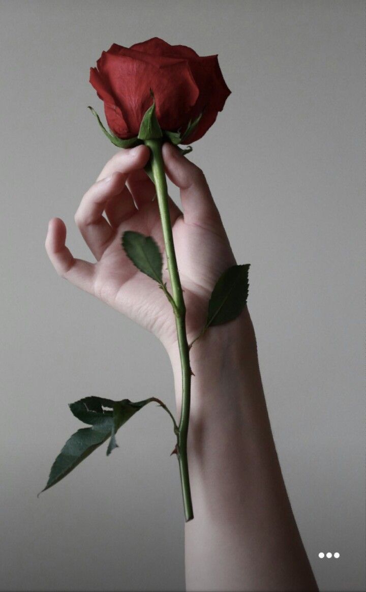 Women Rose Flower Wallpapers - Wallpaper Cave