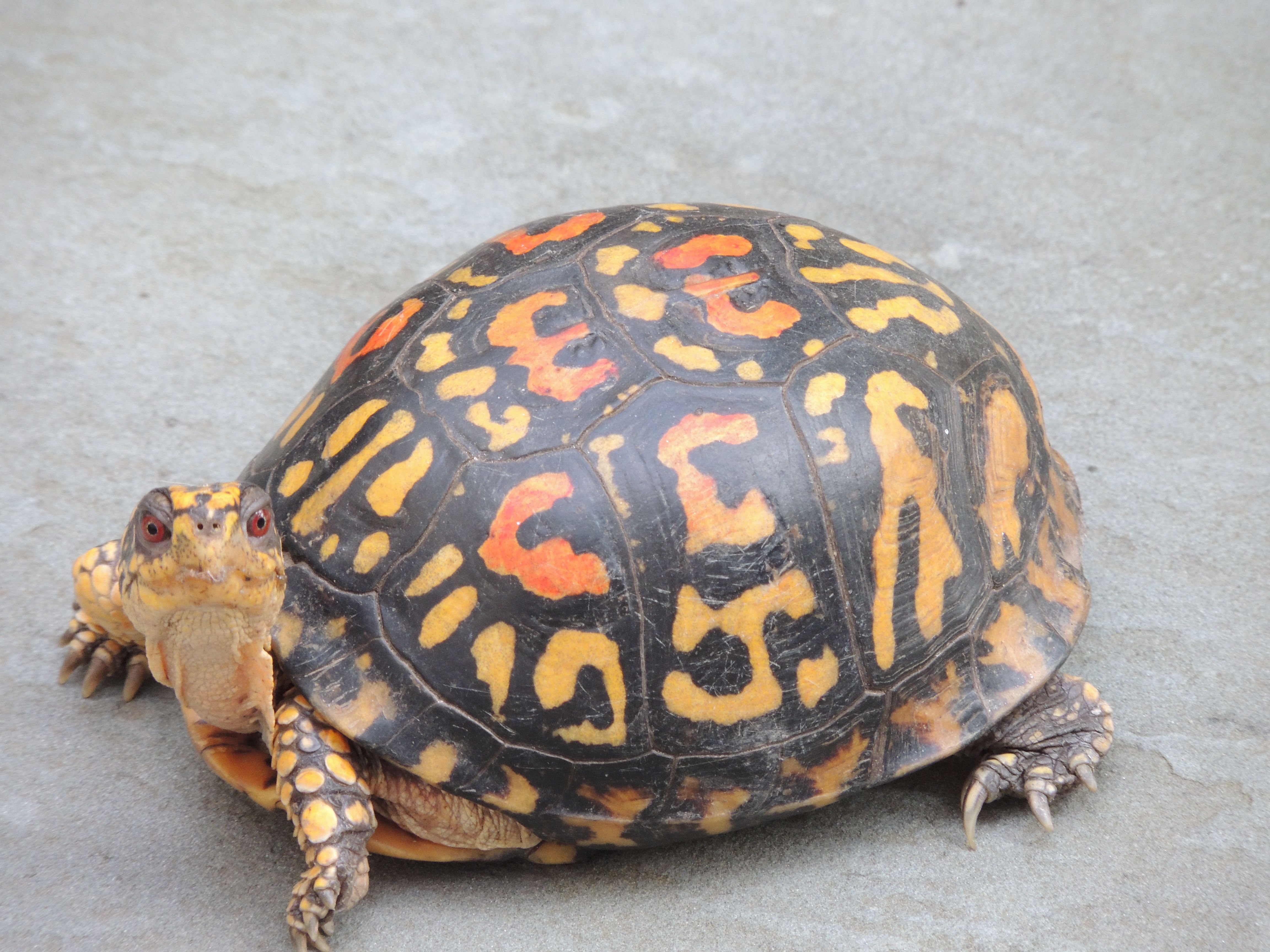 Box Turtle Wallpapers - Wallpaper Cave