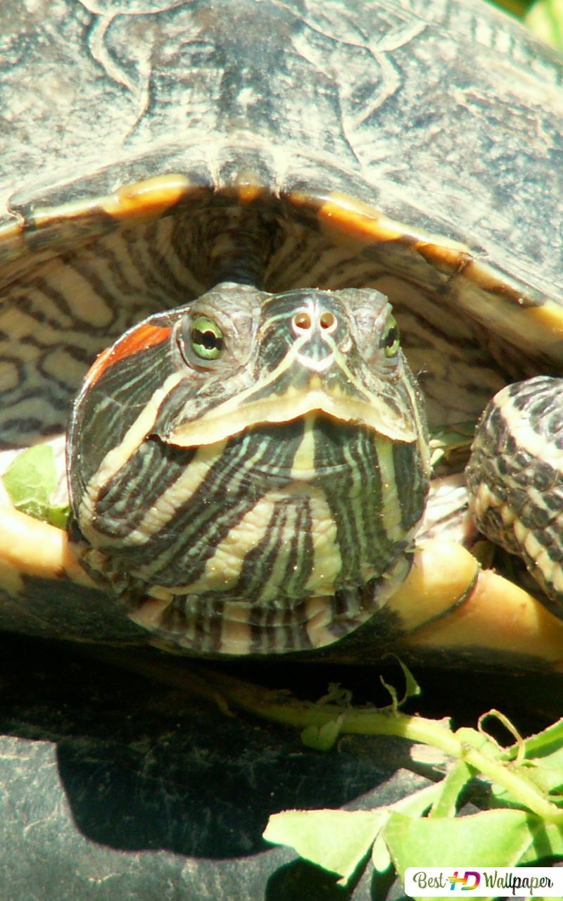 Box Turtle Wallpapers - Wallpaper Cave