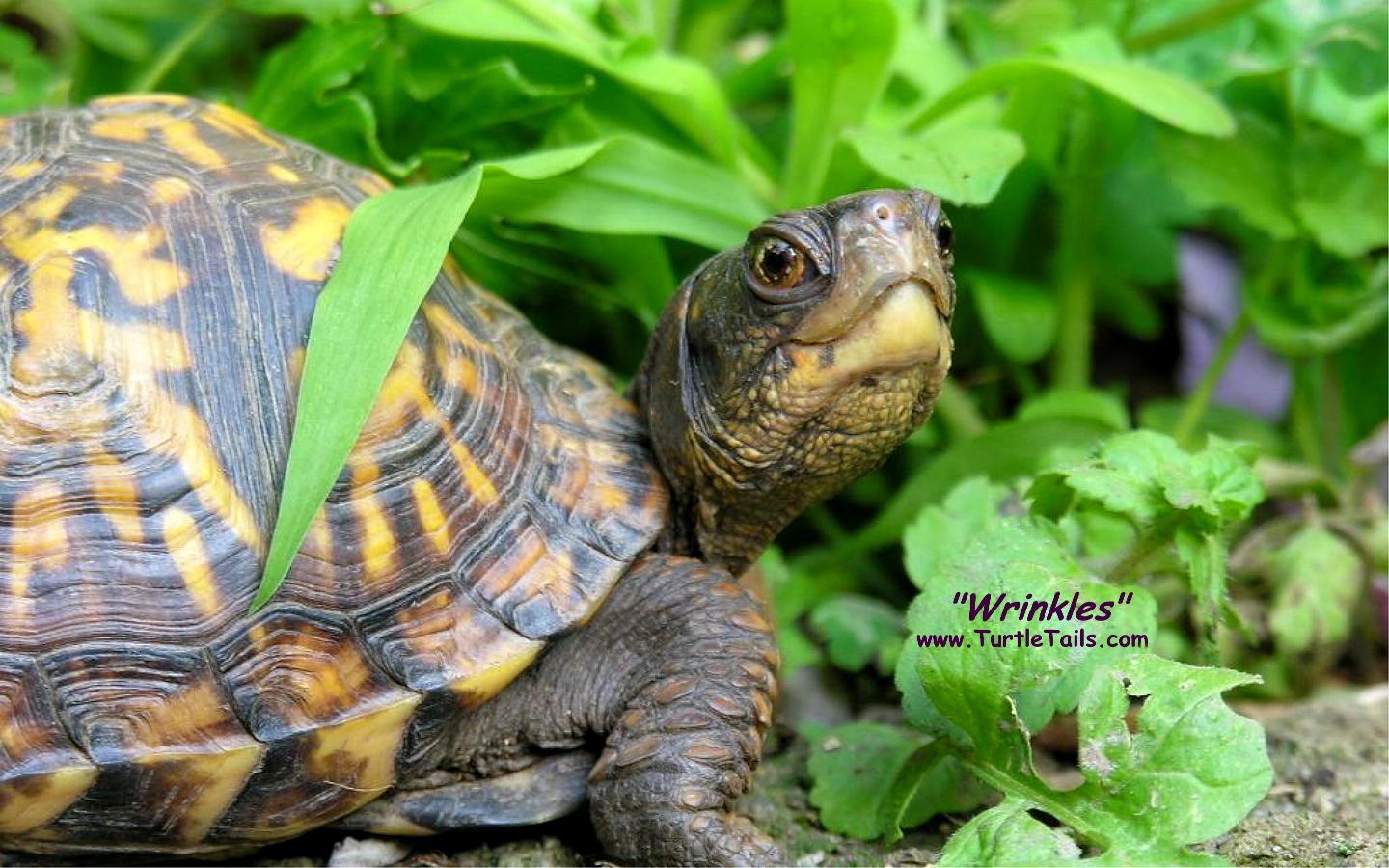 Box Turtle Wallpapers - Wallpaper Cave