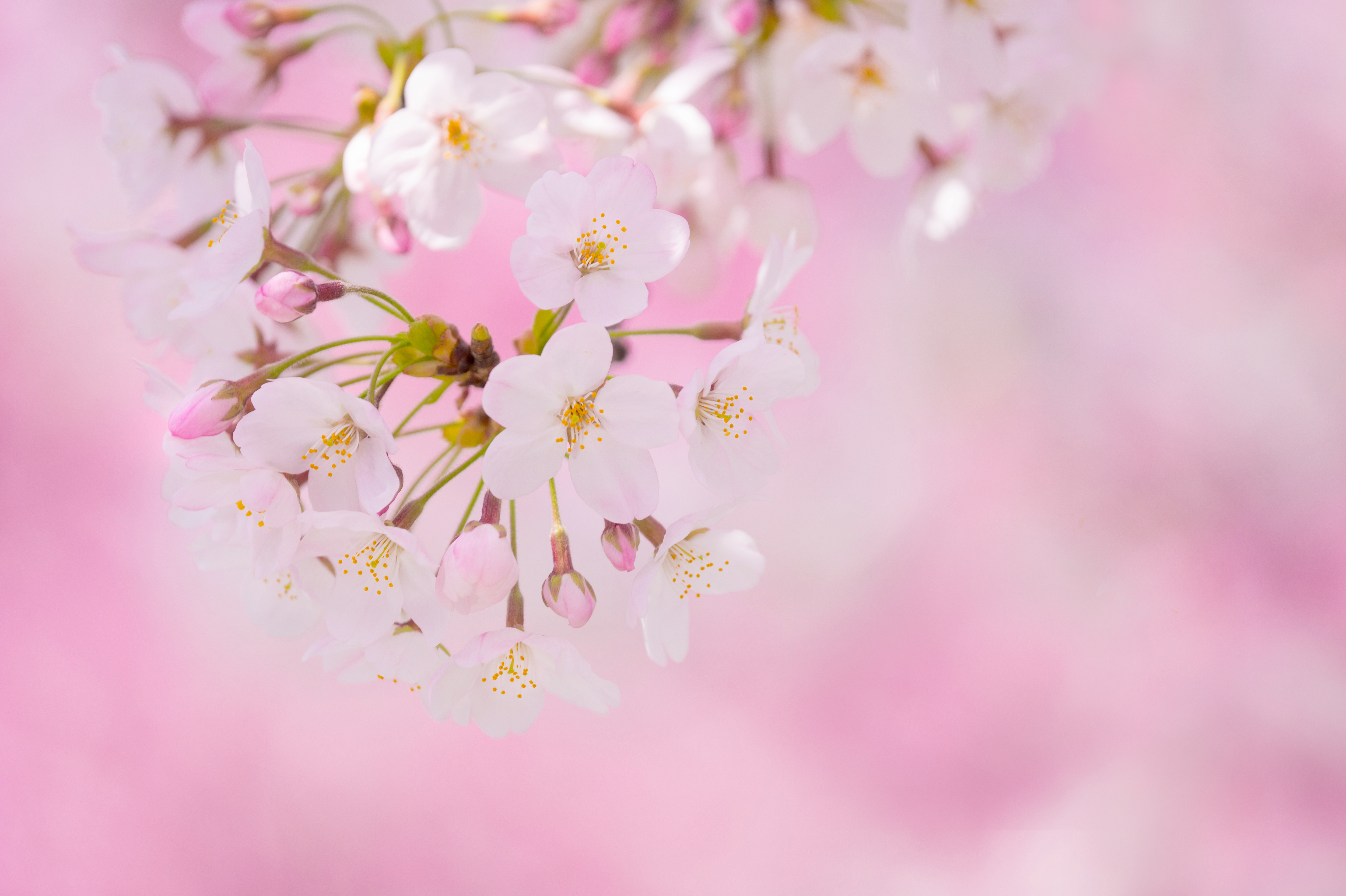 Flower Spring Pink Wallpapers - Wallpaper Cave