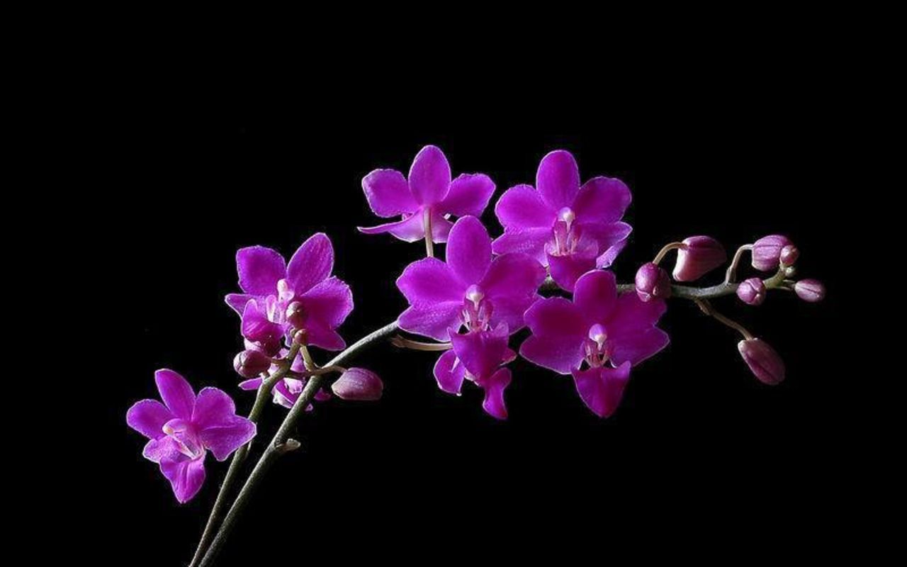 Orchid Computer Wallpapers - Wallpaper Cave